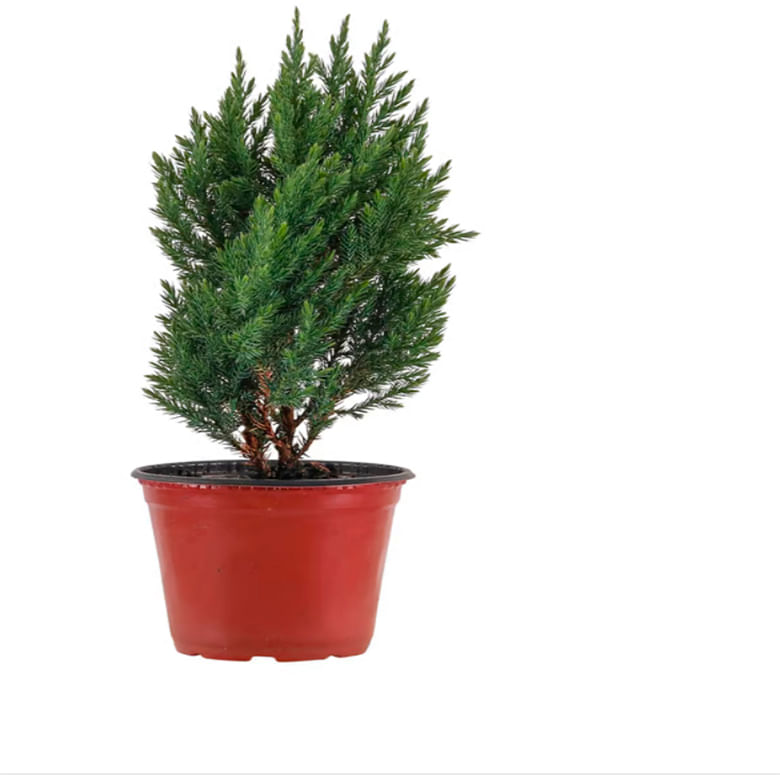 Planta Tuia Strickita Pote14 com 1un - Covabra